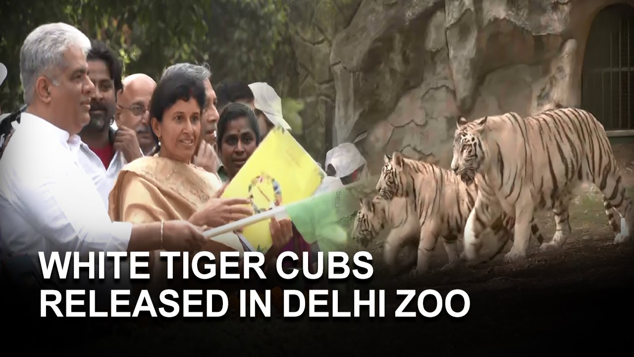 Environment Minister Bhupendra Yadav releases white tiger cubs in Delhi ...