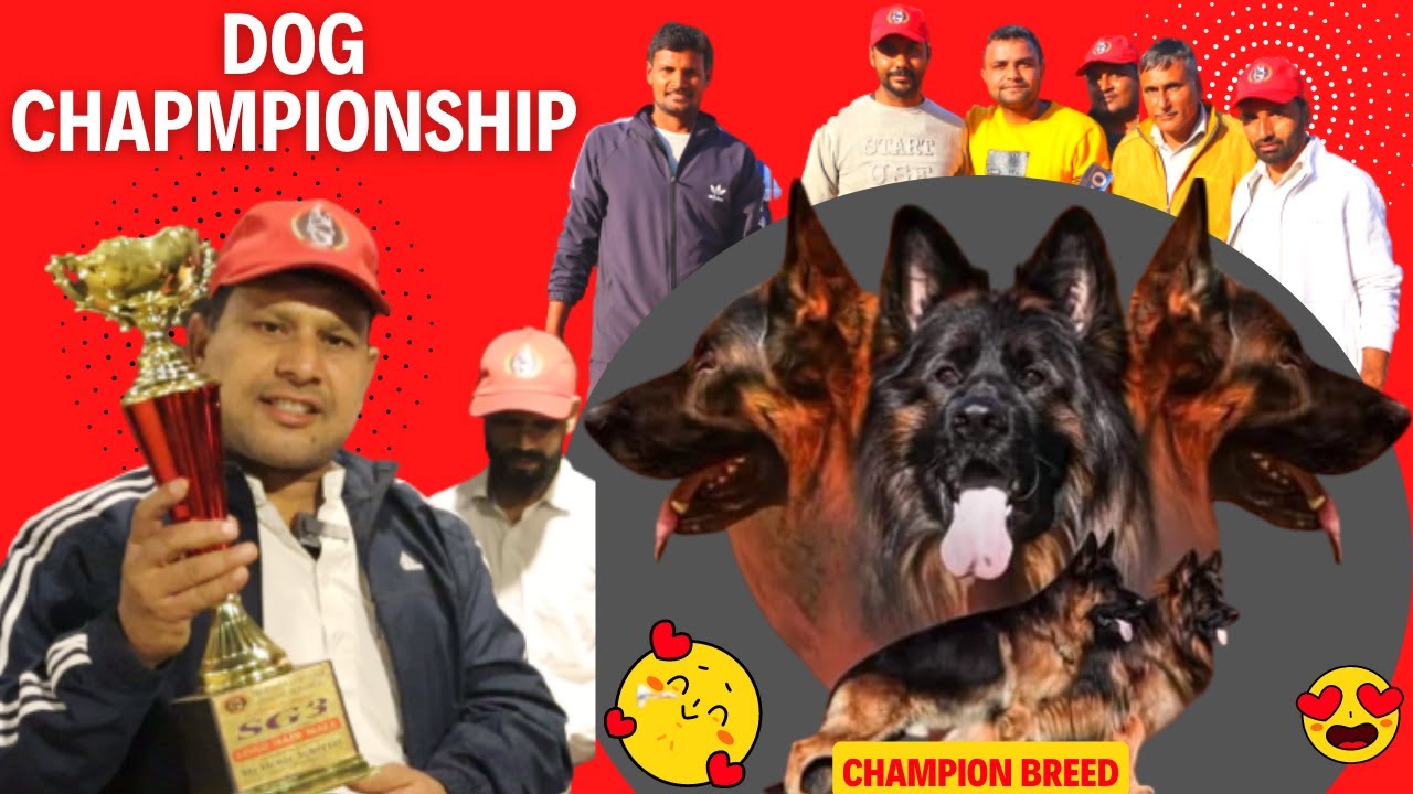 हंगामा 🤯 पूरे देश की DOG CHAMPIONSHIP | german shepherd champion dog ...
