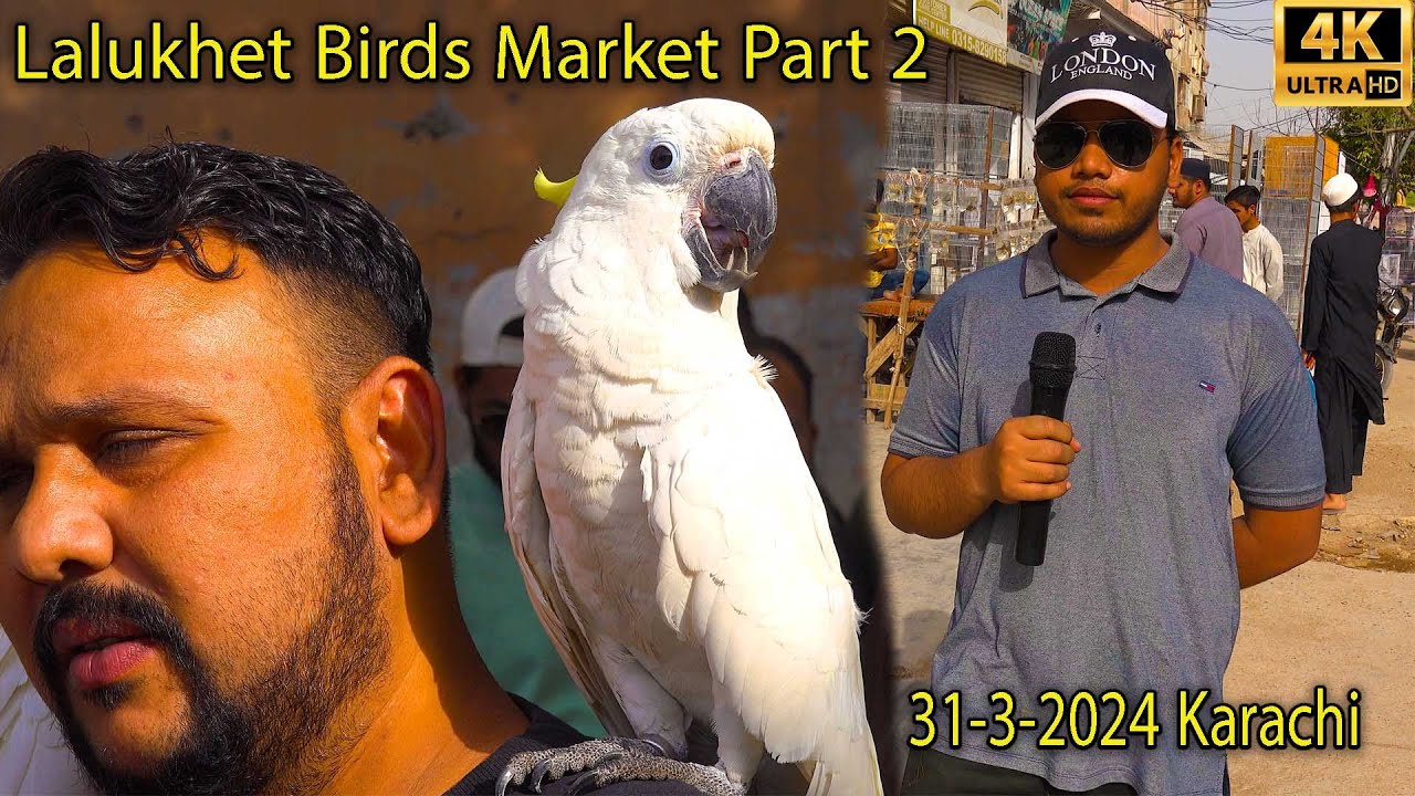 Lalukhet Exotic Birds Market 31-3-2024 Karachi Part 2 | سوق لالوخيت ...