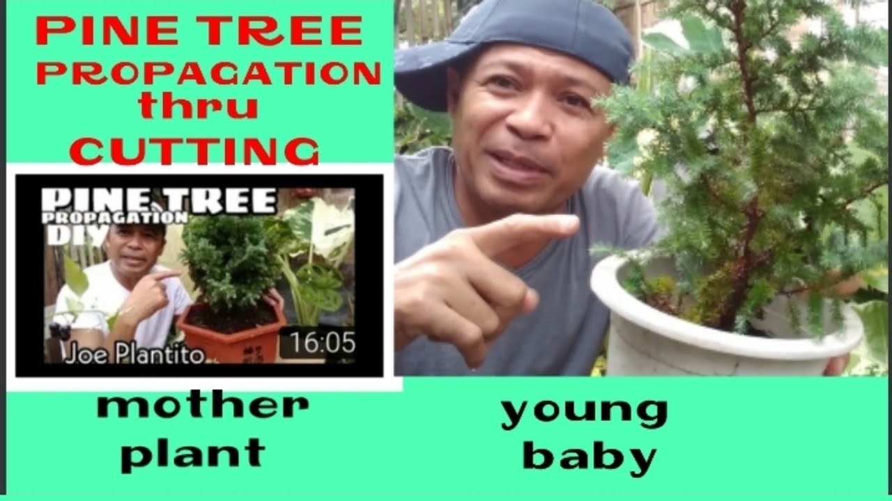 DIY PINE TREE PROPAGATION THRU CUTTING / Plus other successful plant ...