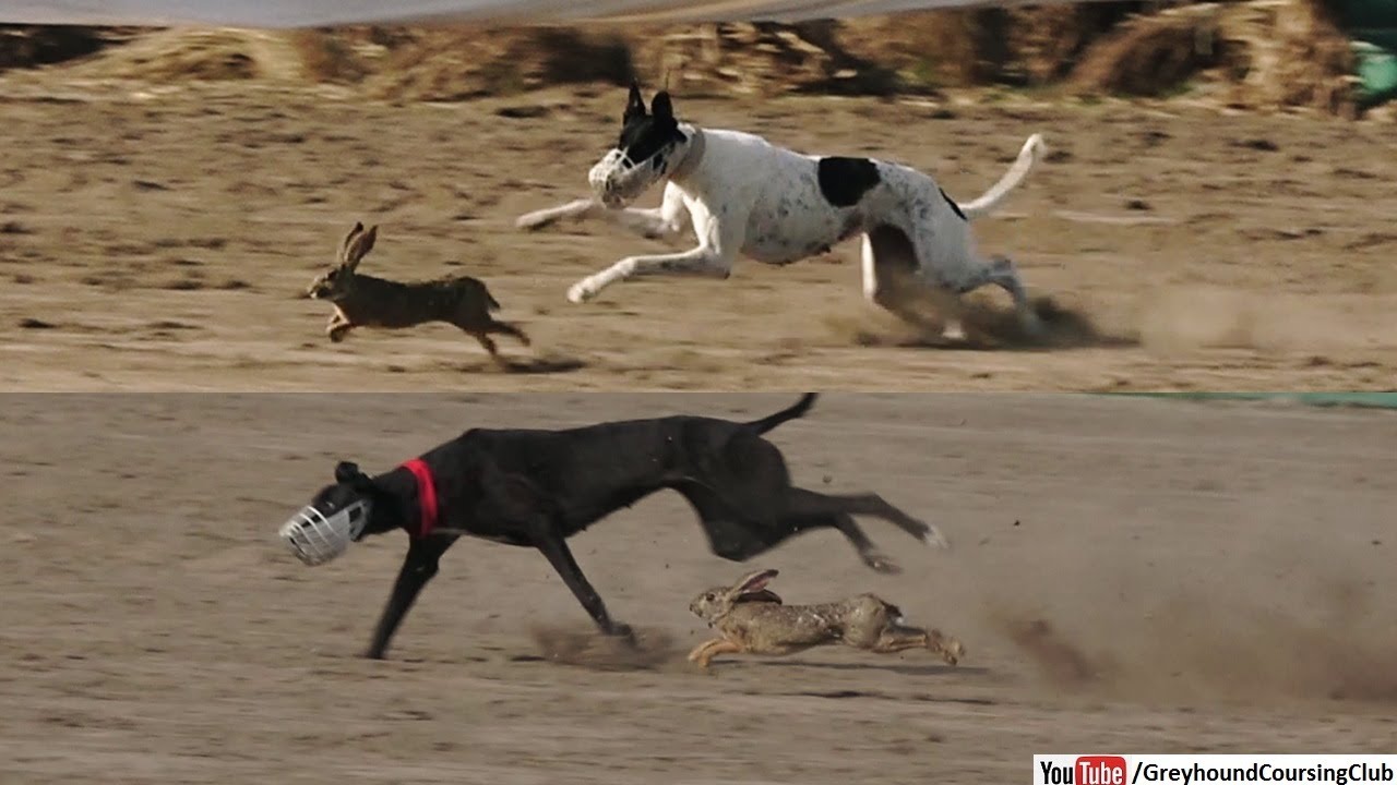 coursing greyhound races - YouTube