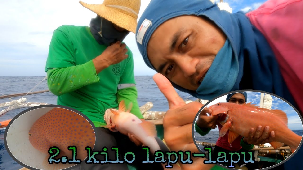Ep3 lapu-lapu special | over size live fish lapu-lapu catch and sell ...