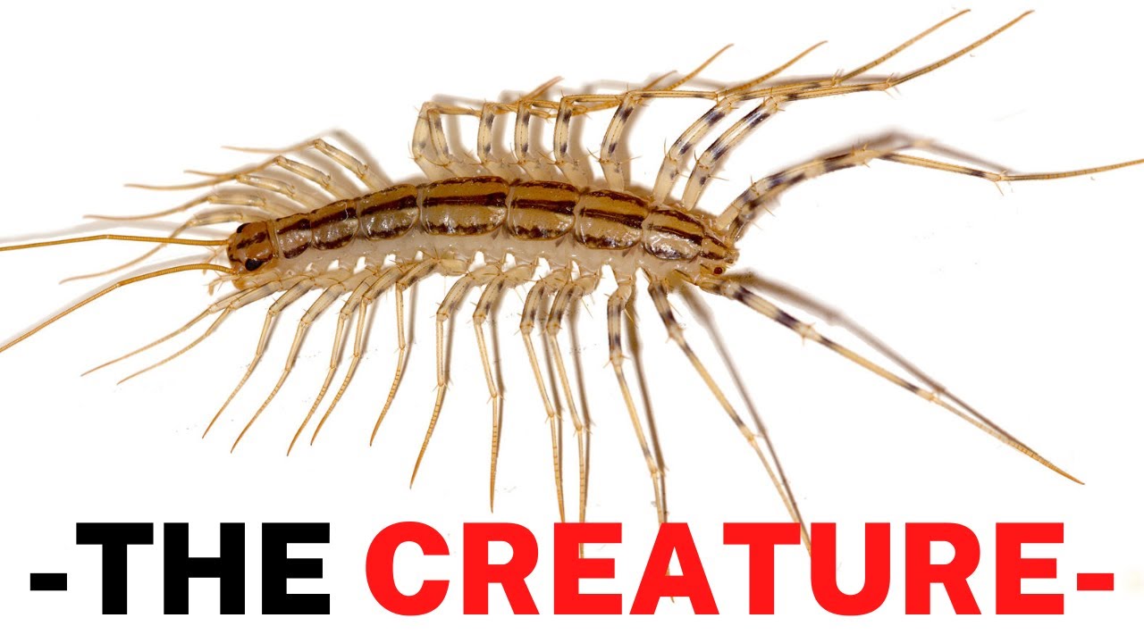 Overcoming My Fears About A CREATURE In My House - YouTube