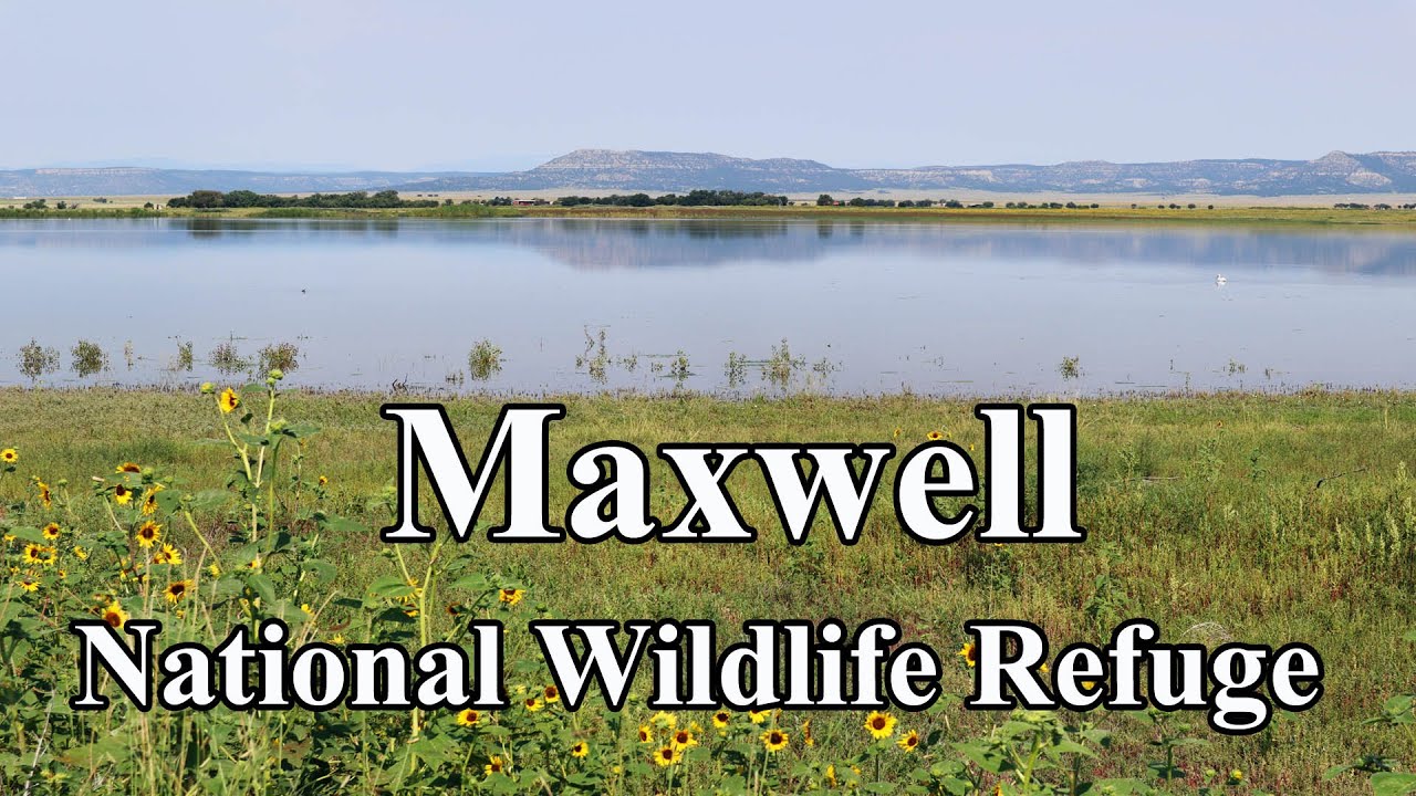 Maxwell National Wildlife Refuge, NM: A Birder's Paradise! - YouTube
