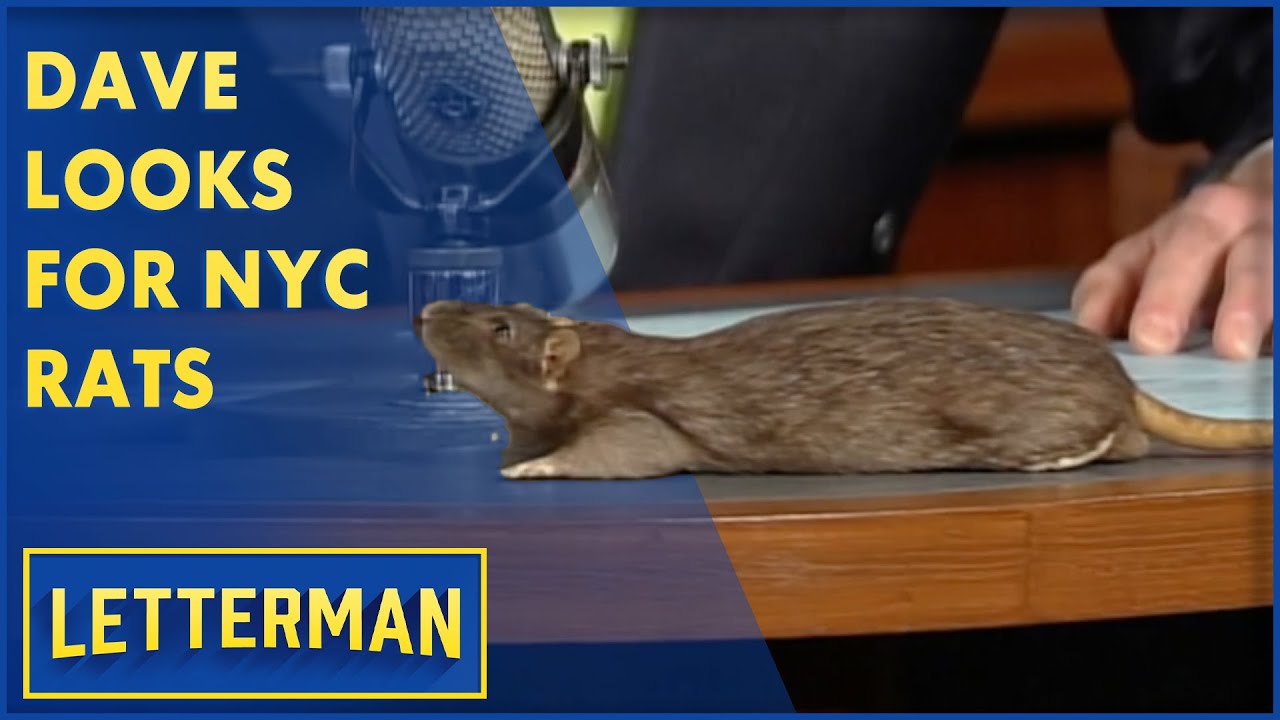 Dave Looks For Rats In New York City | Letterman - YouTube
