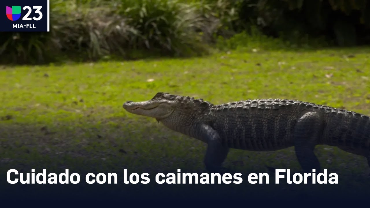 Cuidado con los caimanes en Florida: las altas temperaturas los vuelve ...