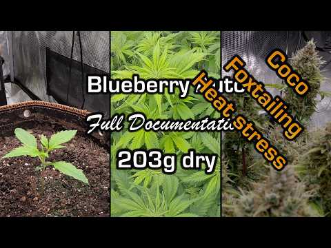 Blueberry Auto #2 Full Documentation, Fridge storage, Coco coir, Heat stress, Foxtailing #timelapse