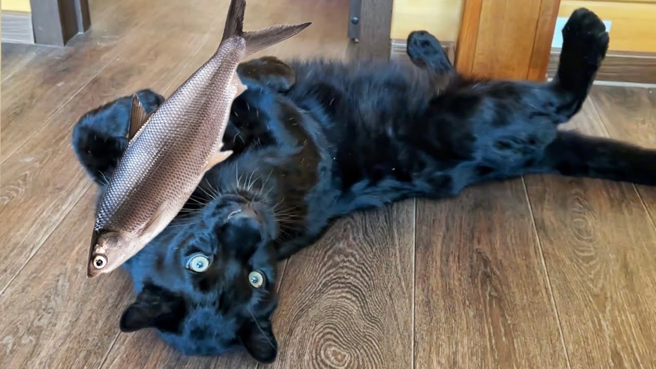 How does Luna the panther fish🐆🎣 Leopard’s reaction to live fish 😁(ENG ...