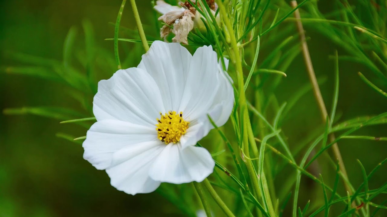 Flor santa maria ven - YouTube