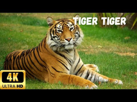Tiger Tango Song - YouTube