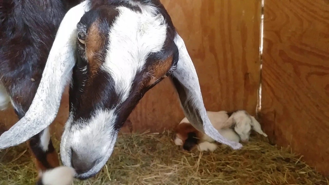 Brand new babies on the farm! - YouTube