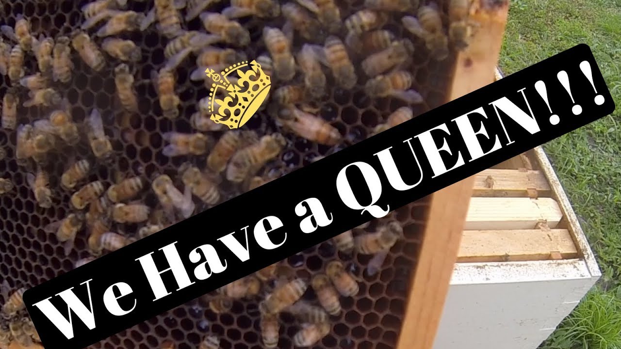 Queenless Hive Part 4 - YouTube