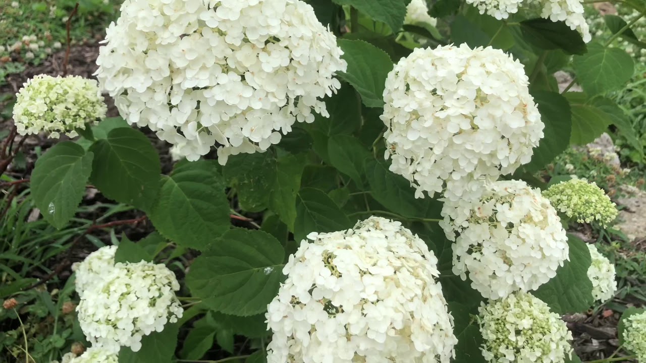 HYDRANGEA | INCREDIBALL HYDRANGEA - YouTube