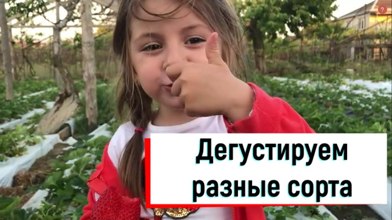 ДЕГУСТАЦИЯ РЕМОНТАНТЫХ СОРТОВ КЛУБНИКИ ВЕСНОЙ. КАПРИ, ВИВАРА, АЛЬБИОН ...