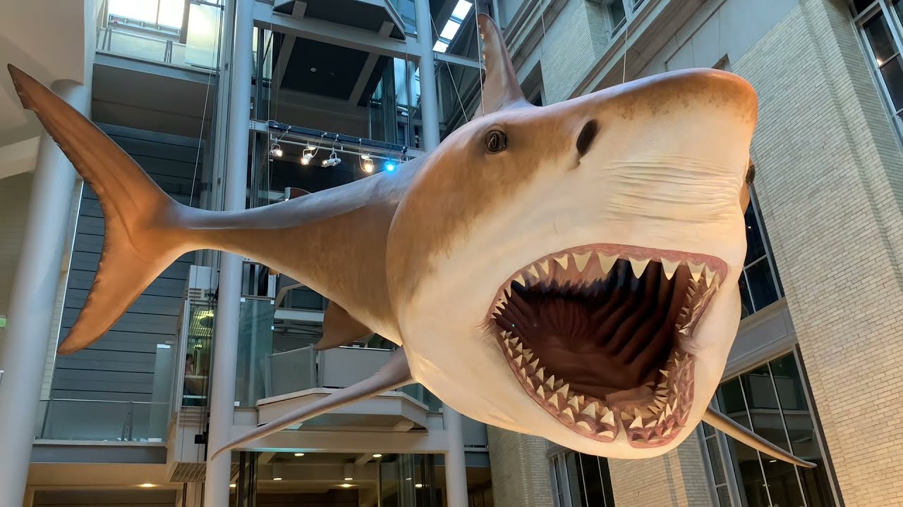 Life-size Megalodon Shark on display - YouTube