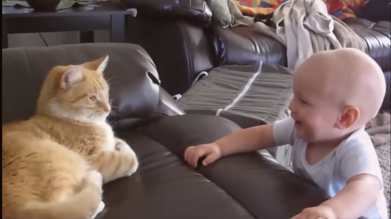 weird meow | funny cats 🤣 | fun with cats 😹 - YouTube