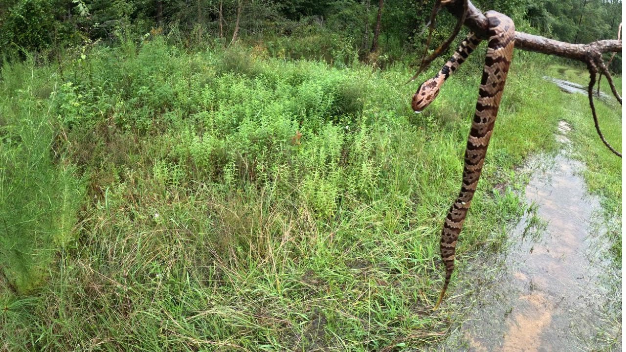 Hurricane Debby: Fun and ALOT of water on the Edisto River - YouTube