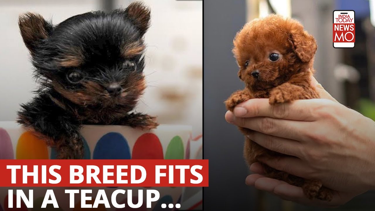 Puppies Teacup Hot Teacup Puppies Cost 2026 How Much Are Teacup