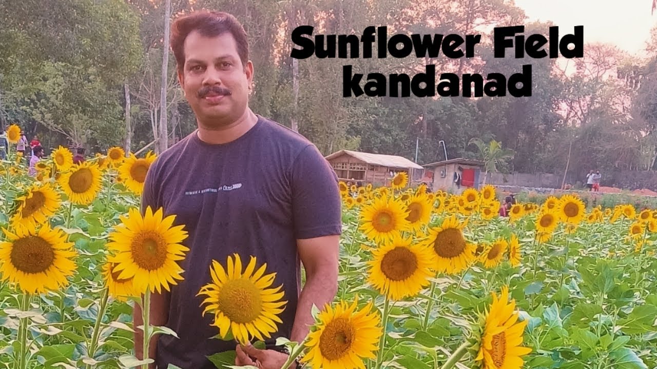 Sunflower Field kandanad // നമ്മുടെ കൊച്ചിയിലെ സൂര്യകാന്തി പാടം - YouTube