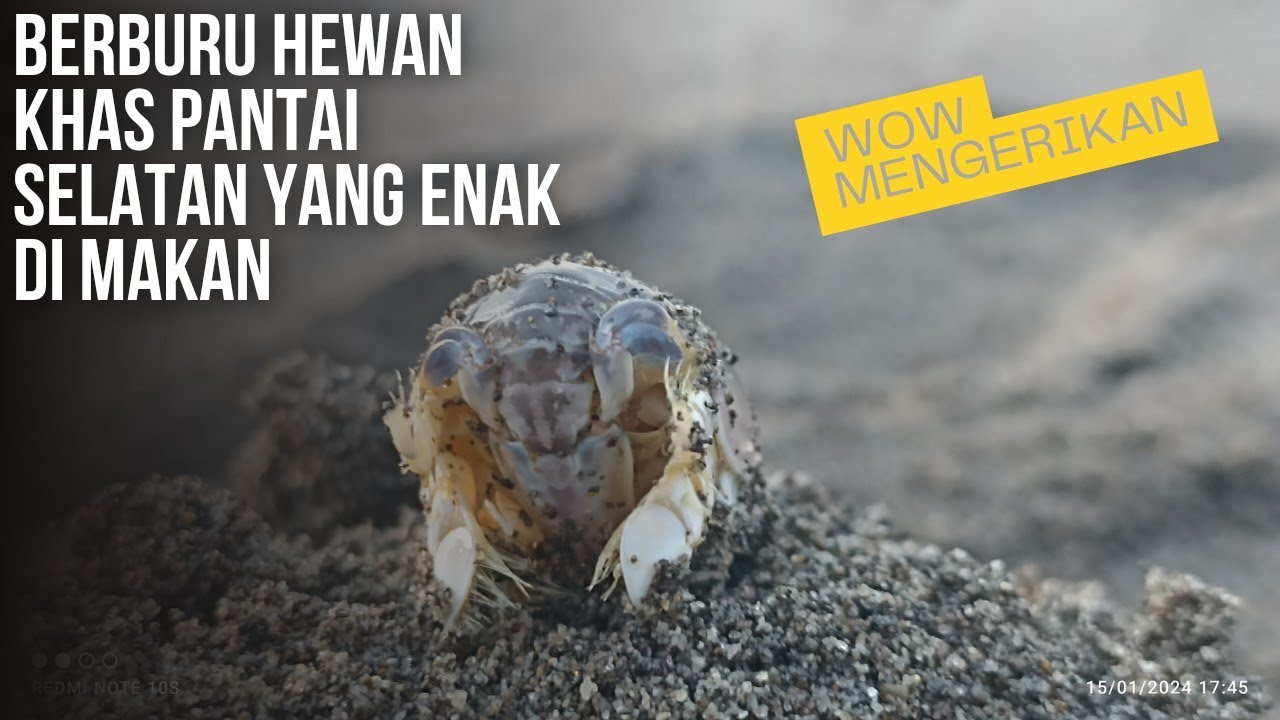 berburu undur undur yutuk, hewan khas pantai selatan.. - YouTube