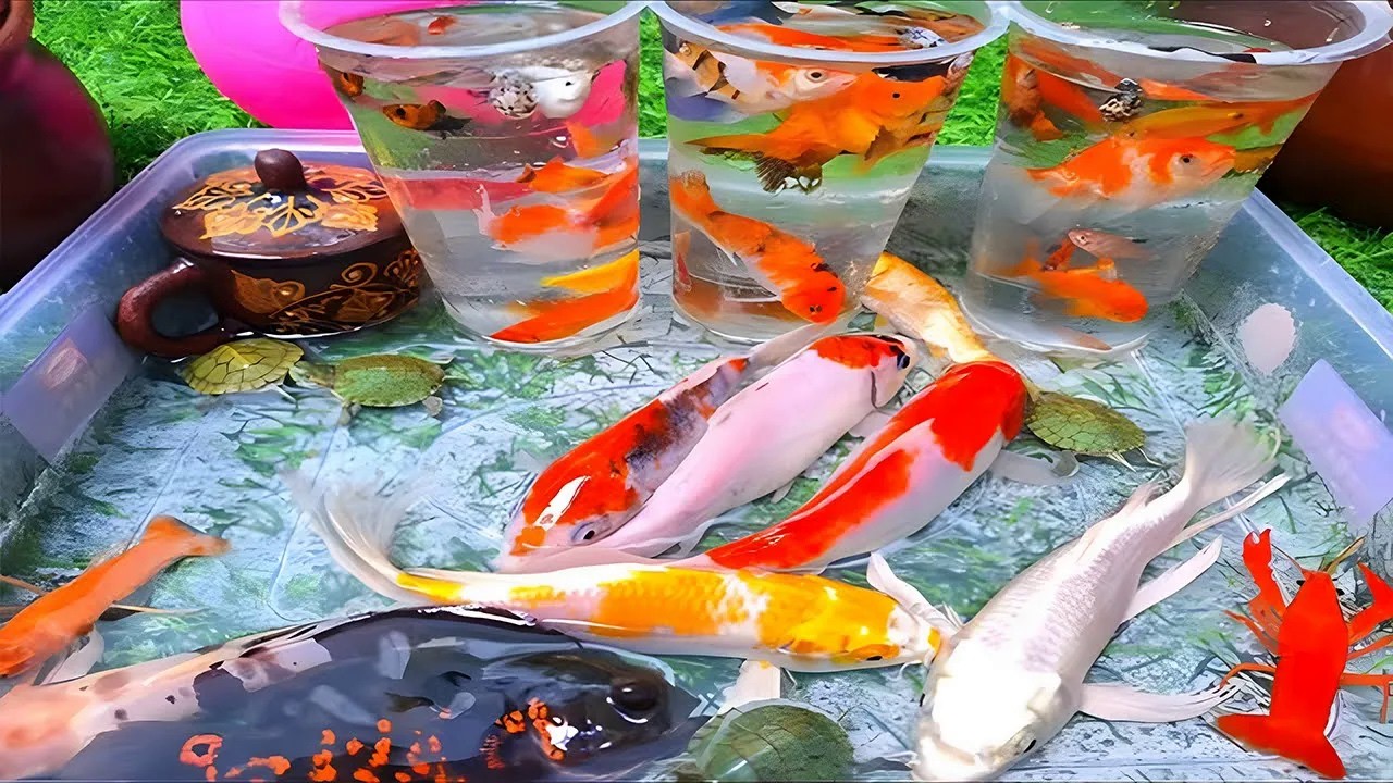 Amazing Catch Most Beautiful Freshwater Aquarium Fish In Small Pond ...