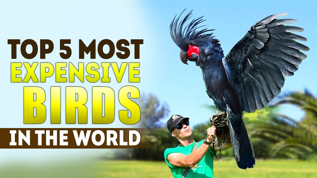 Top 5 Most Expensive Birds in the world | World's Most Exensive Birds ...