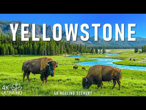 Yellowstone 4K | Wonders of the Grand Canyon – Roaring Waterfalls, Yellow Cliffs & Tall
