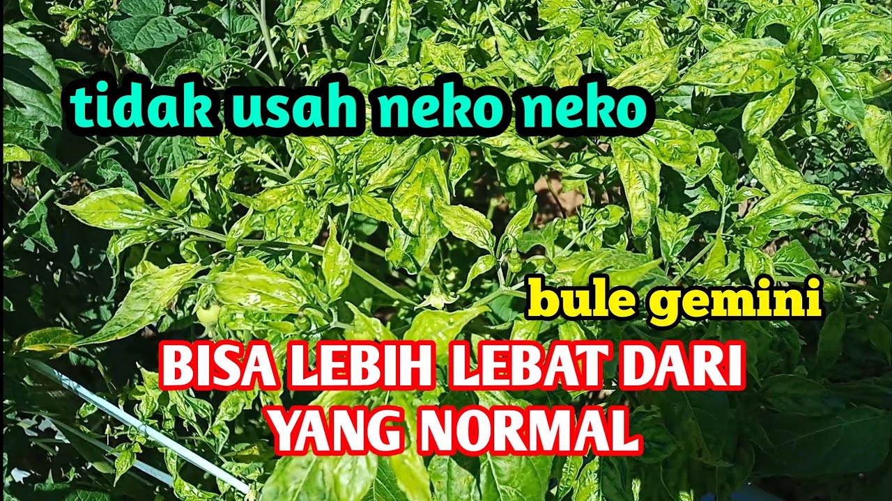 JANGAN BUANG MODAL DEMI CABE BULE INI ?cara merawat cabe bule berbuah ...
