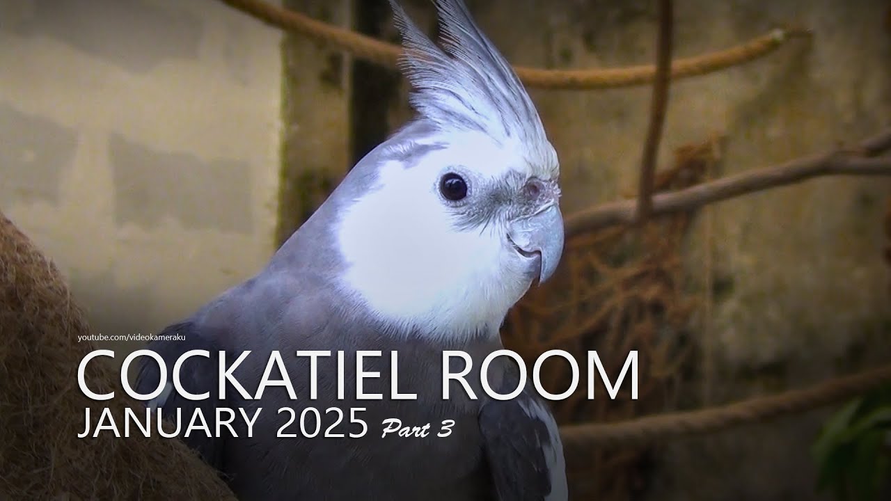 Cockatiel Room: January 2025 - Part 3 - YouTube