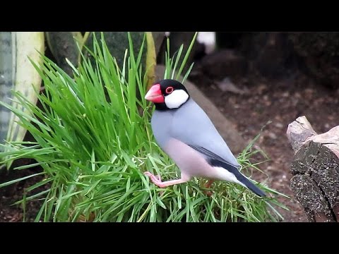 Java Sparrow Feeding on Grass - YouTube