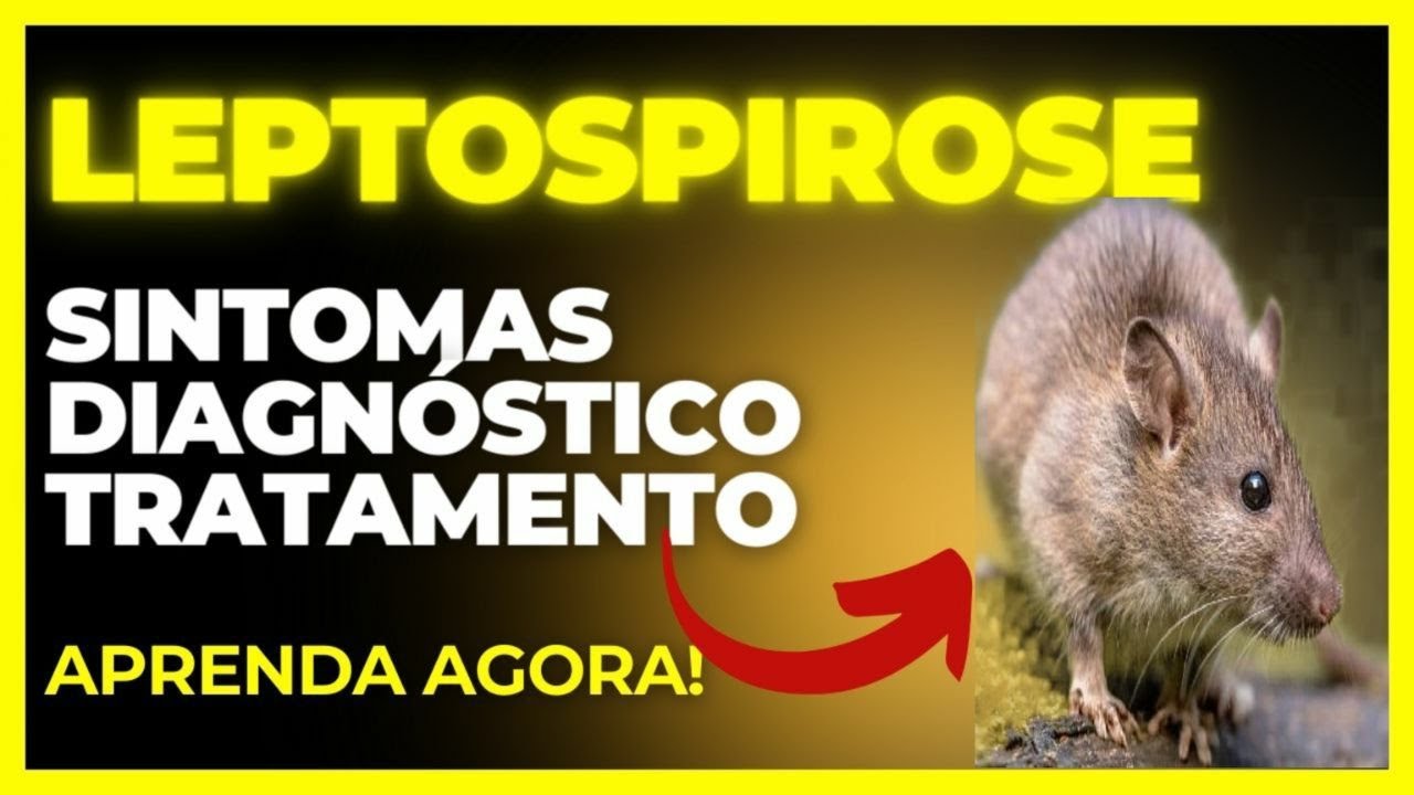 LEPTOSPIROSE - O QUE É, SINTOMAS, DIAGNÓSTICO E TRATAMENTO - DOENÇA DO ...