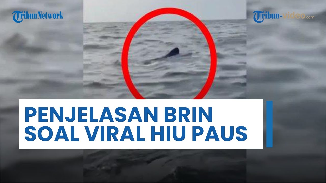 VIRAL Video Hiu Paus di Teluk Jakarta Terbidik Kamera Pemain Jet Ski ...