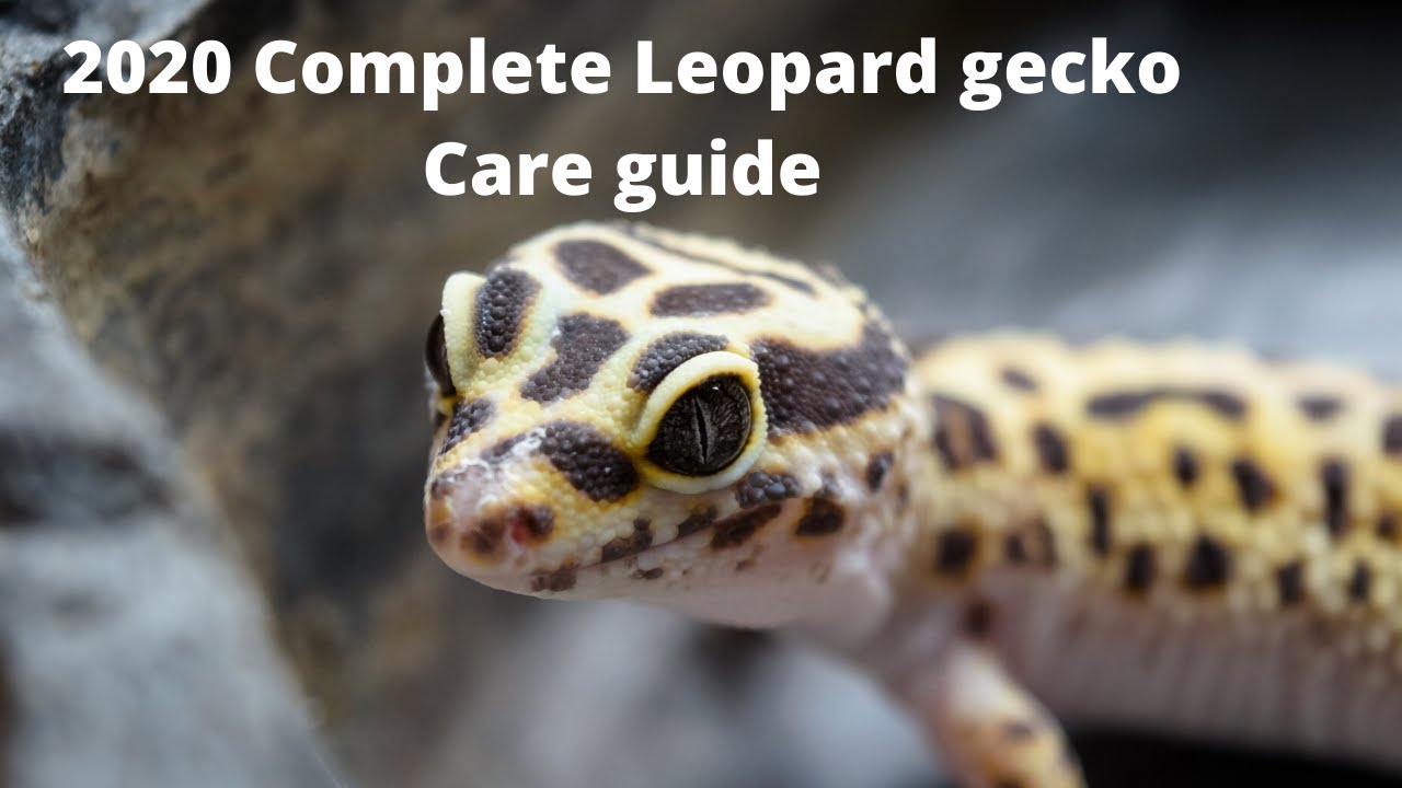 2020 Complete Leopard gecko care guide! - YouTube