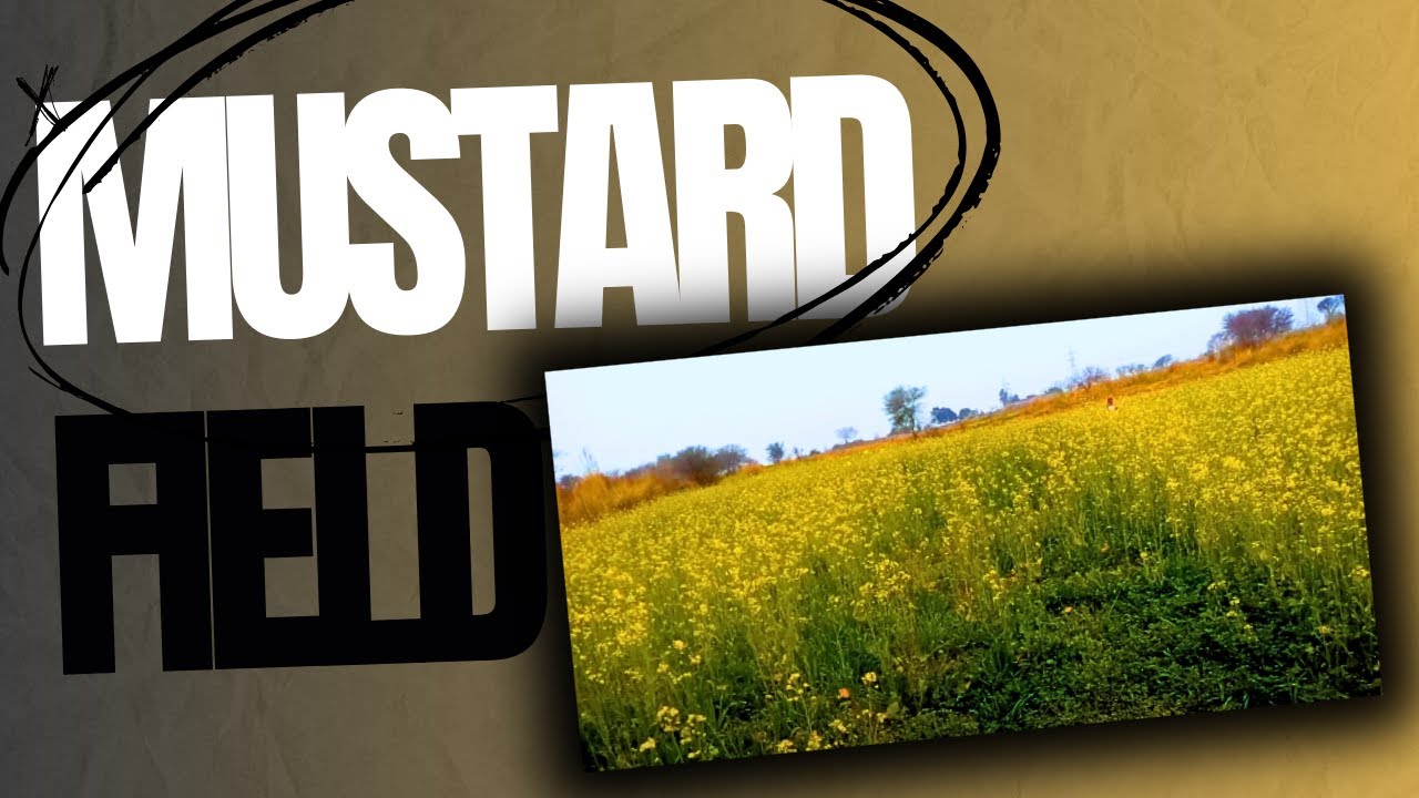 "Beauty of Mustard Fields: A Visual Feast of Nature's Golden Symphony ...