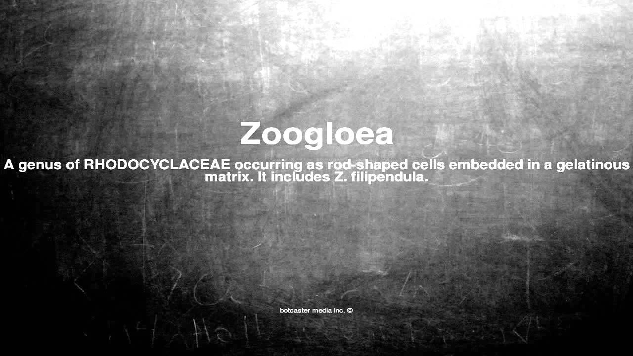 Medical vocabulary: What does Zoogloea mean - YouTube
