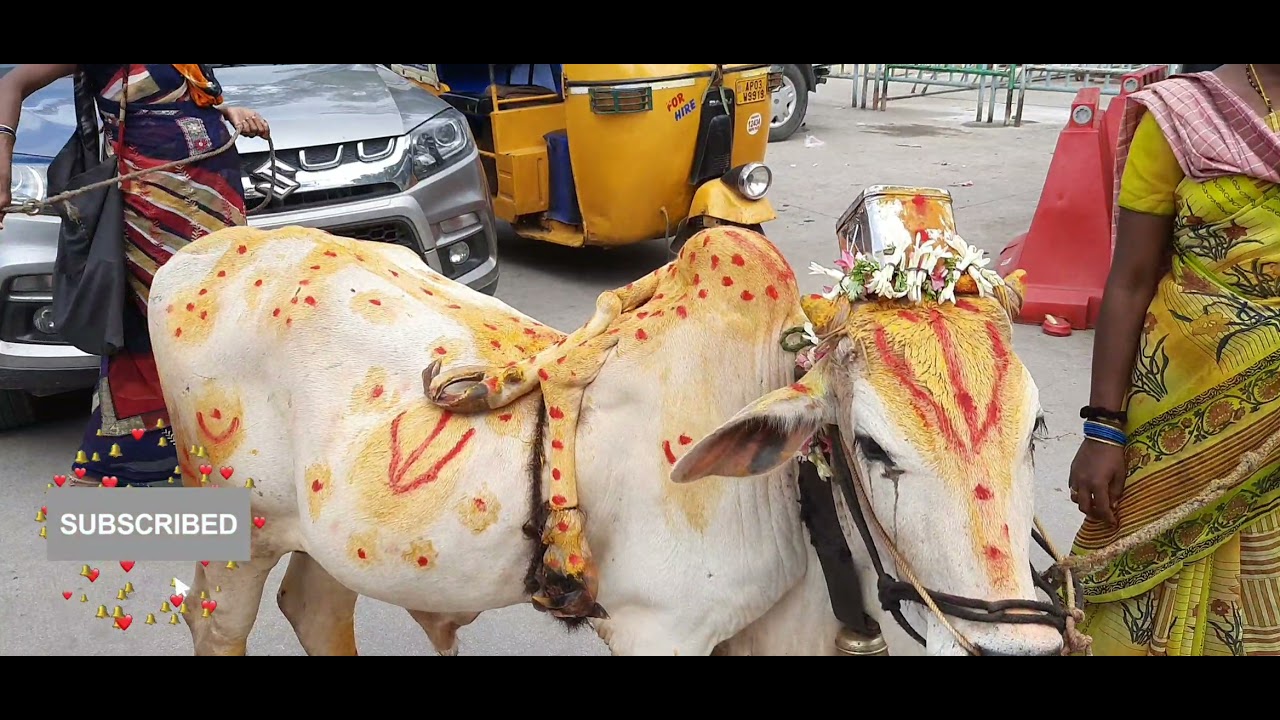 Cow which have 6 Legs | Amazed to see 6 leg Cow in Tirupati.17-11-2021 ...