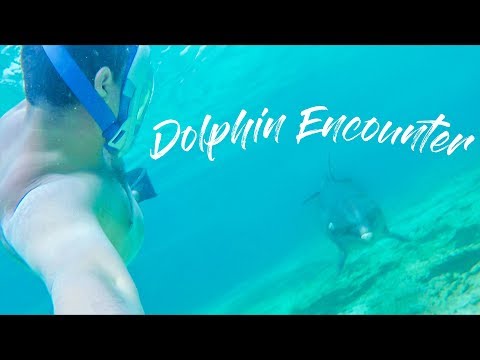 DOLPHIN CAY: SWIMMING WITH DOLPHINS || ATLANTIS BAHAMAS || FAMILY TRAVEL
