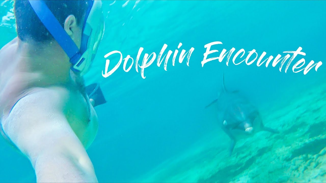 DOLPHIN CAY: SWIMMING WITH DOLPHINS || ATLANTIS BAHAMAS || FAMILY ...