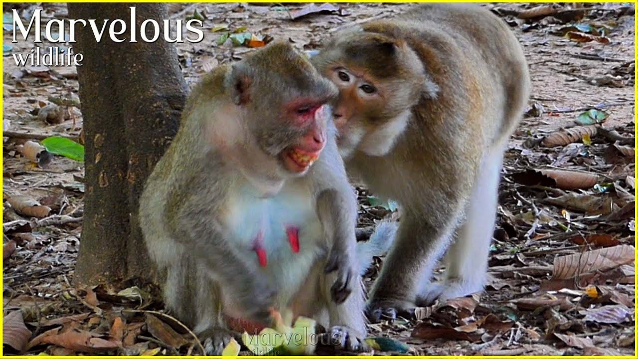 Wow...! Marvelous wild monkey female Jane & Aesop monkeys, Jane's ...