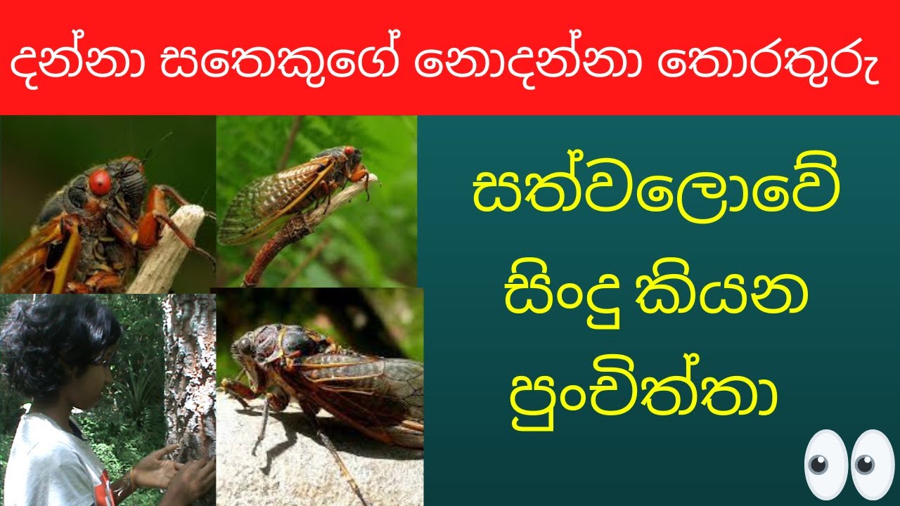 rahayiya | සිංදු කියන පුංචිත්තා | රැහයියා | world loudest insect ...