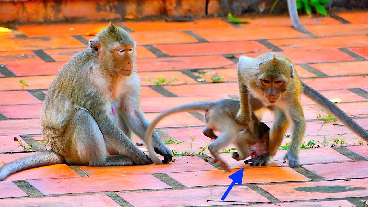 Sadly Little Monkey Emilo cries so sad angry Mom Emila, Big Monkey ...