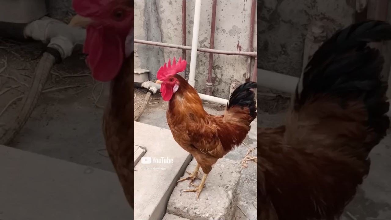 Amazing Rooster Crowing Sounds | Adorable Rooster Crowing Loudly 🐓 #shorts #chicken #funny - YouTube