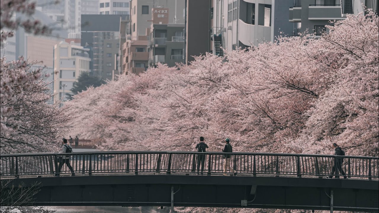 Sakura around Tokyo 2023 | Part 2 [Wabi-Sabi] - YouTube