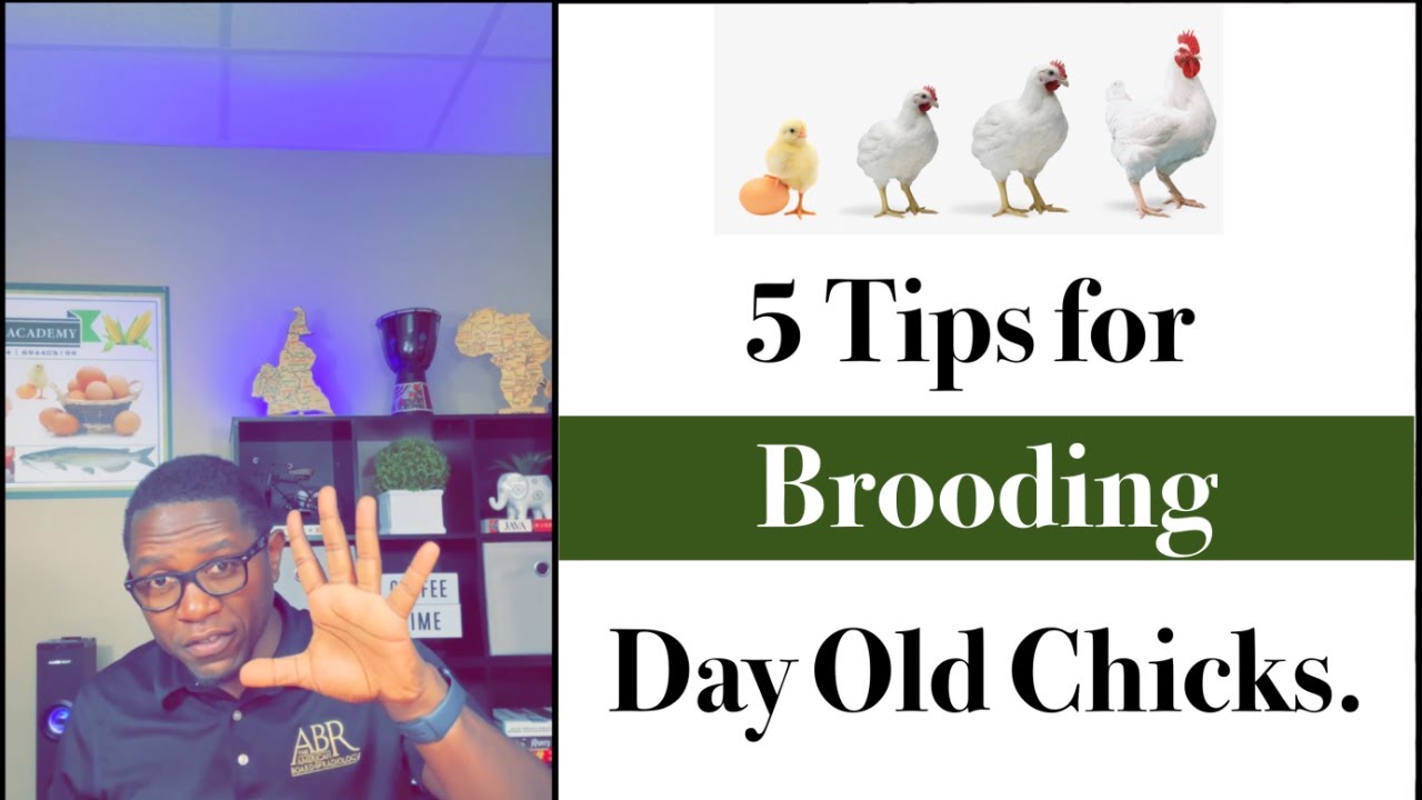 How to Brood Chicks - YouTube