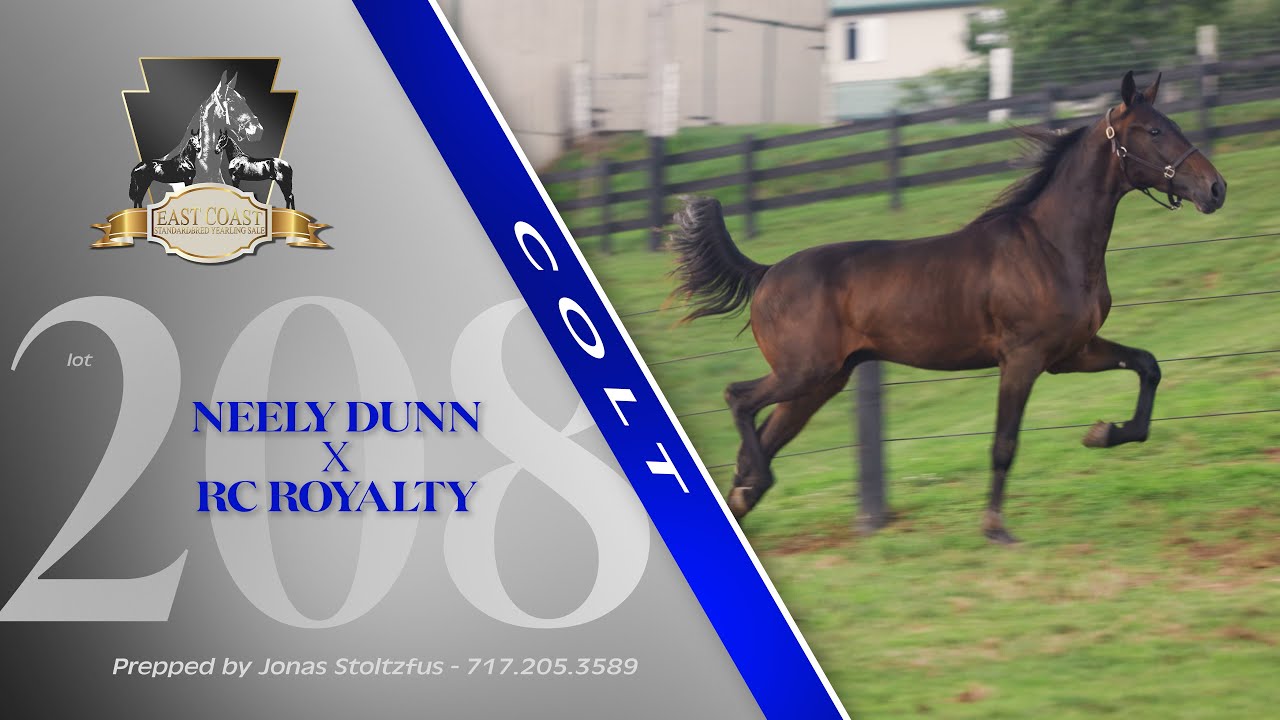 Lot# 208 @ECSYS ** Unnamed ** colt ( Neely Dunn- RC Royalty- Conway ...