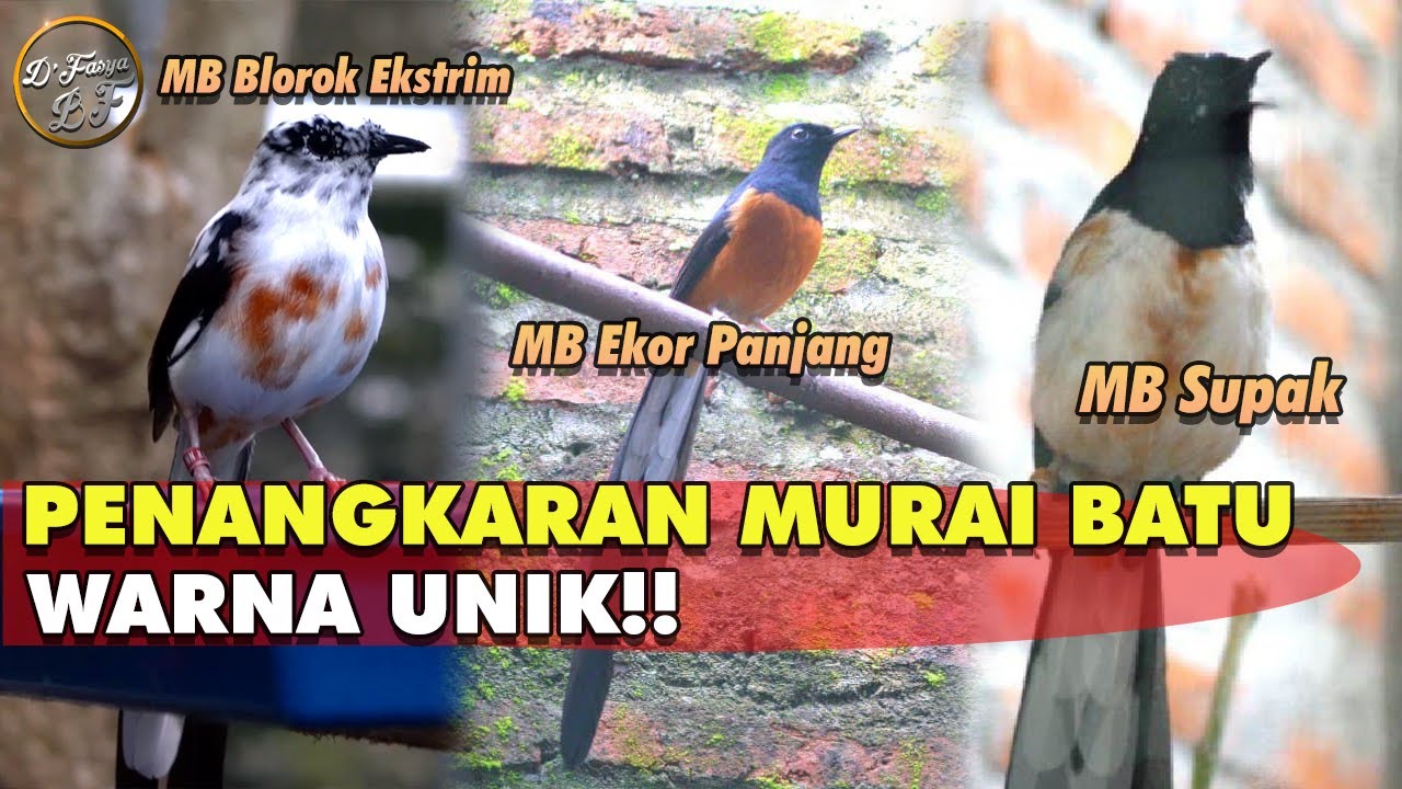 REVIEW SINGKAT DI PENANGKARAN MURAI BATU WARNA UNIK BLOROK EKSTRIM ...