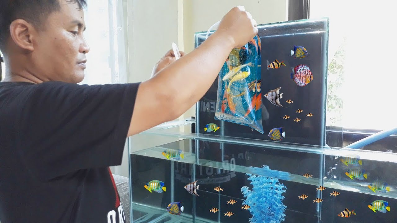 HOW & STYLE: MULTI LEVEL Aquarium tank " MODERN DESIGN" - YouTube