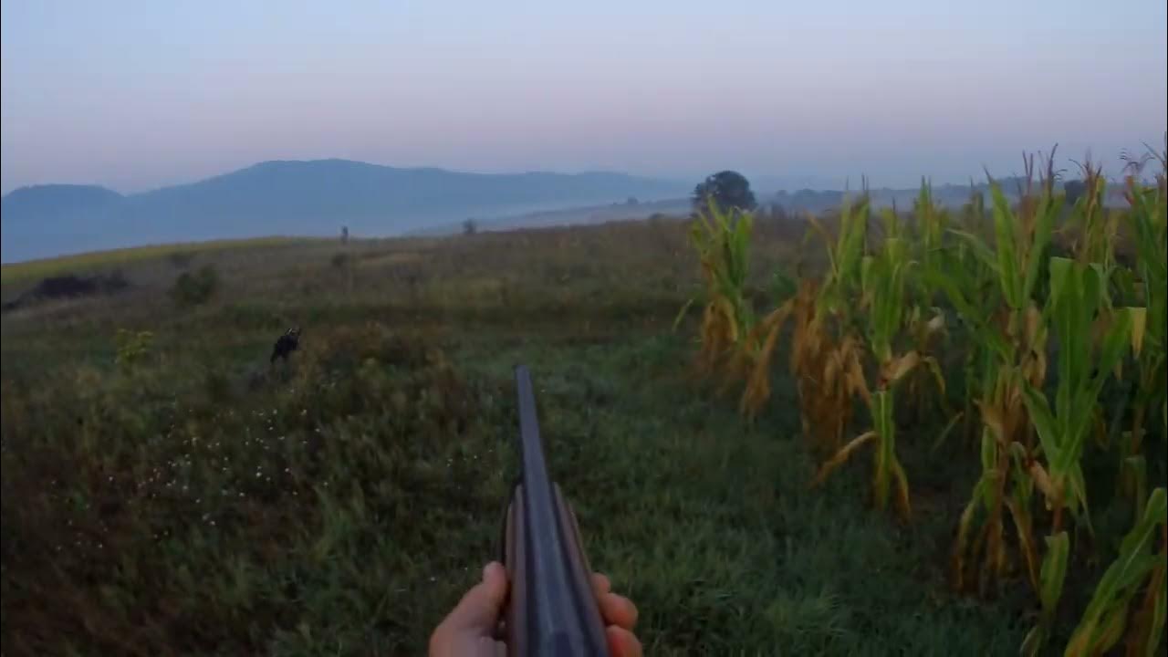 🍀 dr Beba 🍀 Lov na prepelice! 💪 - YouTube