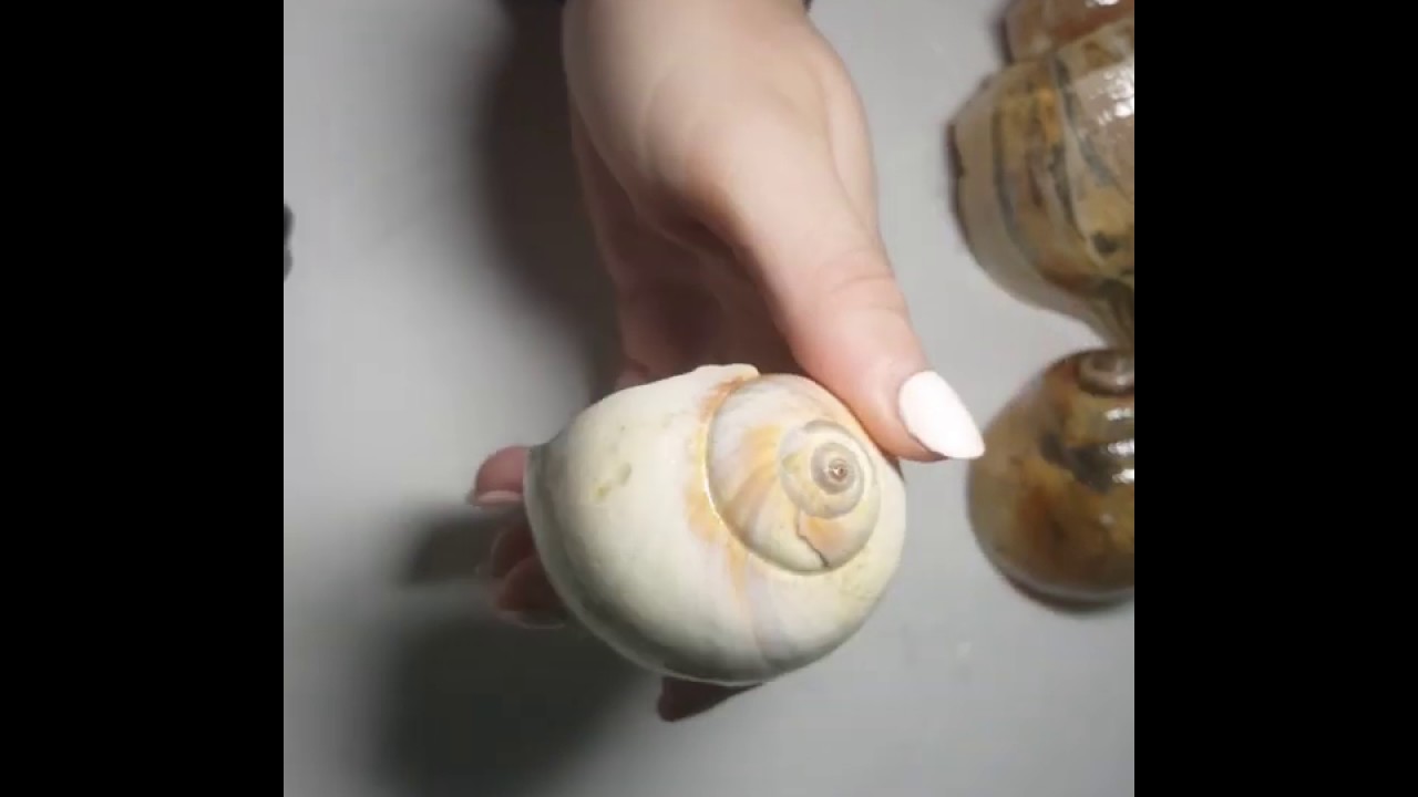 RESIN Epoxy painted Sea Shells - YouTube