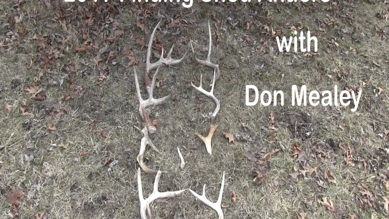 2017 Finding Shed Antlers with Don Mealey - YouTube